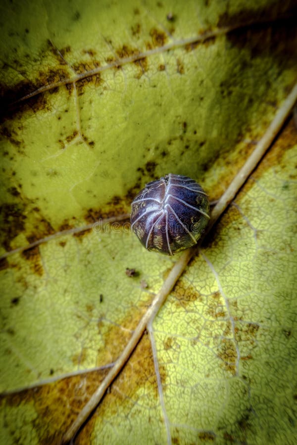 Rolled-up Pill Bug Armadillidiidae Stock Photo - Image of poly, lice ...