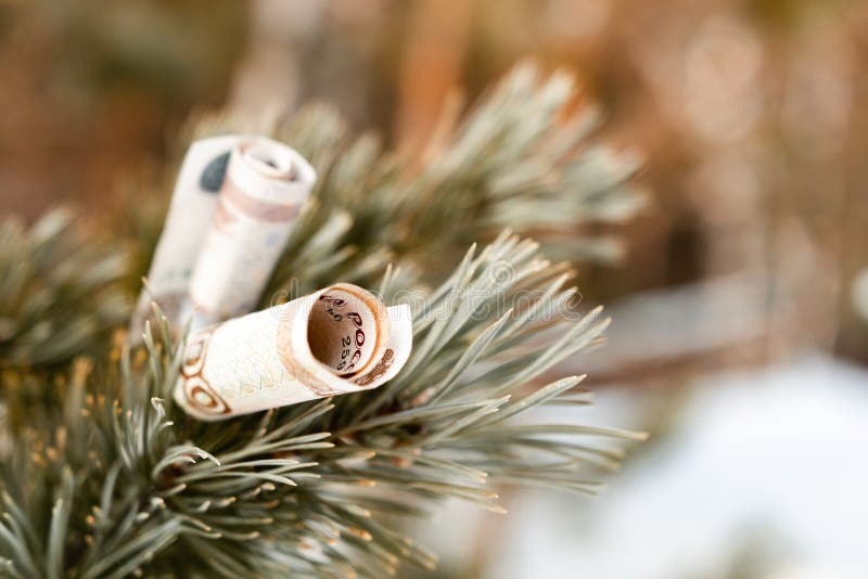 Rolled Up in a Tube Two Banknotes on a Pine Branch Stock Photo - Image ...