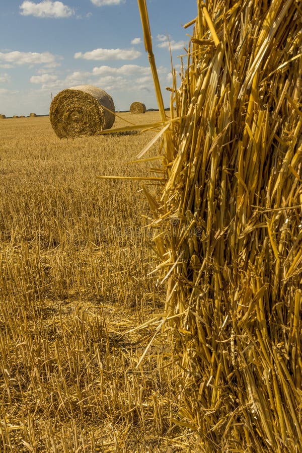 Rolled wheat stock photo. Image of fall, flare, cultivate - 88650024