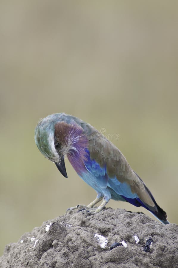 Roller bird stock photo. Image of africa, safari, bird - 15813966