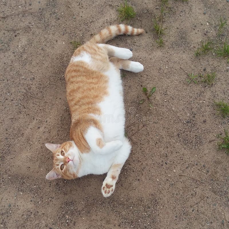 727 Cat Rolling Photos - Free & Royalty-Free Stock Photos from Dreamstime