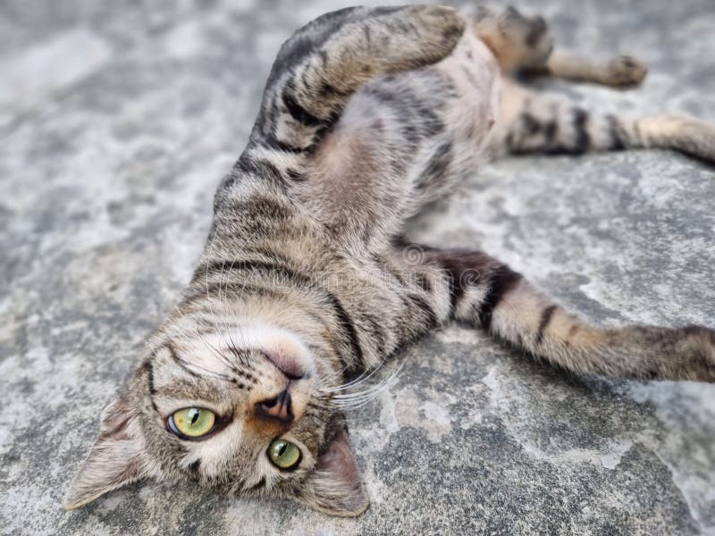 Rolling cat wants to play stock photo. Image of wanna - 280684472