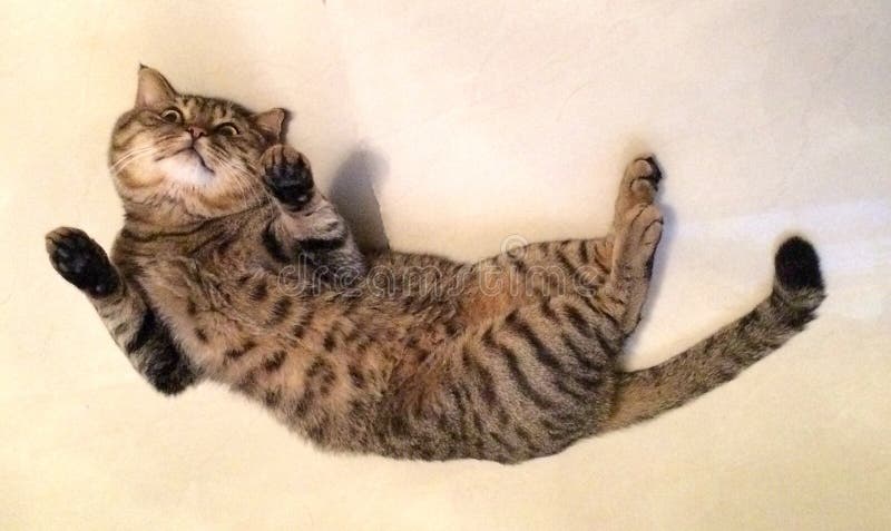 Rolling cat stock photo. Image of black, tabby, owner - 90080342