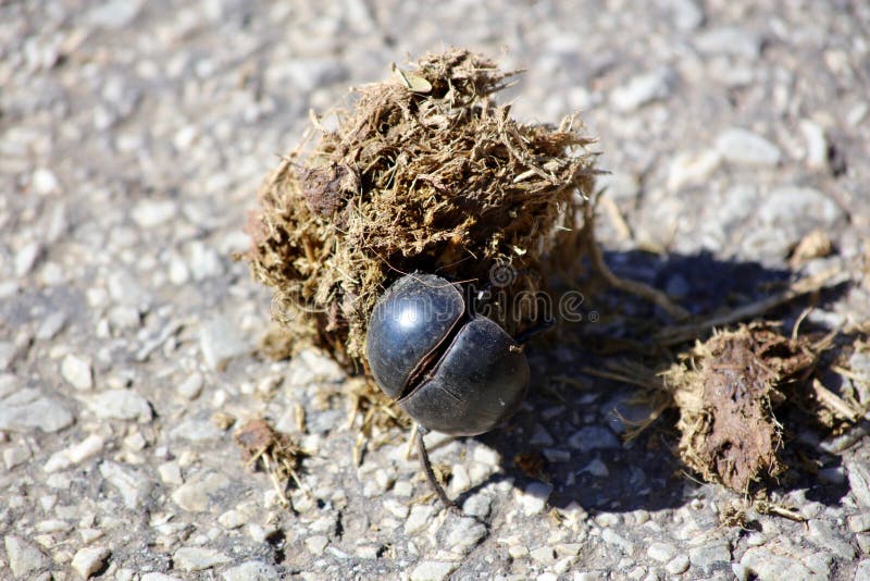 131 African Dung Beetle Stock Photos - Free & Royalty-Free Stock Photos ...