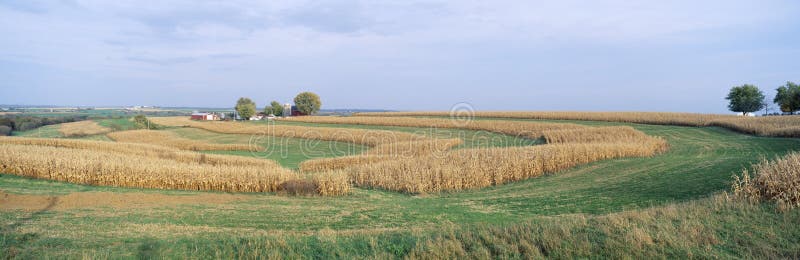 Iowa Corn Fields stock image. Image of farming, living - 71671381