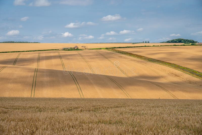 Rolling Fields and Lines of Golden Wheat Stock Photo - Image of wolds ...