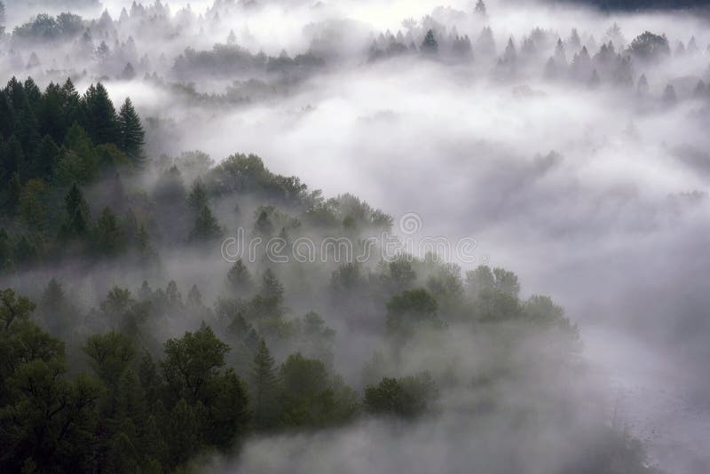 Rolling Fog Over Pacific Northwest Forest Stock Image - Image of ...
