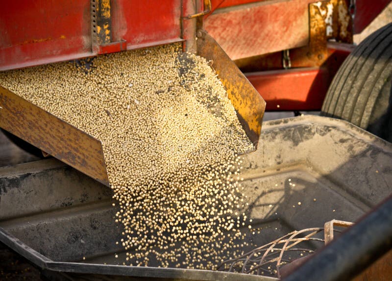 Rolling Gold stock image. Image of grain, golden, farmchores - 39812303