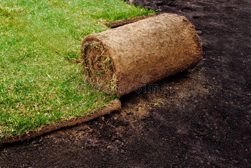 Rolling a Grass Roll with Ground for a New Lawn Stock Image - Image of ...