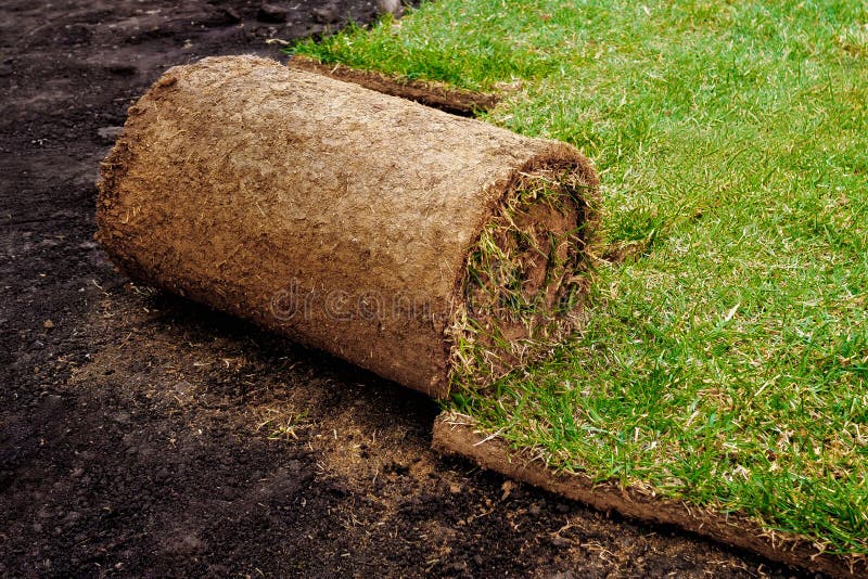 Rolling a Grass Roll with Ground for a New Lawn Stock Photo - Image of ...