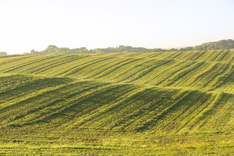 Rolling grassy field stock image. Image of rolling, farm - 81320891