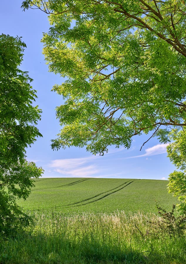 Rolling Green Fields and Blue Sky Framed by Trees. Rolling Green Fields ...