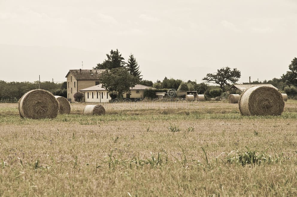Rolling haystacks. stock image. Image of harvest, harvested - 15782537
