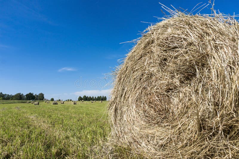 Rolling Haystacks in Countryside. Stock Photo - Image of cultivated ...