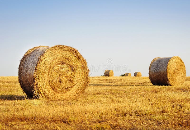 Rolling Haystacks in Countryside. Stock Image - Image of bale ...