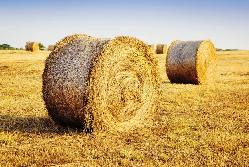 Rolling Haystacks in Countryside. Stock Photo - Image of harvesting ...