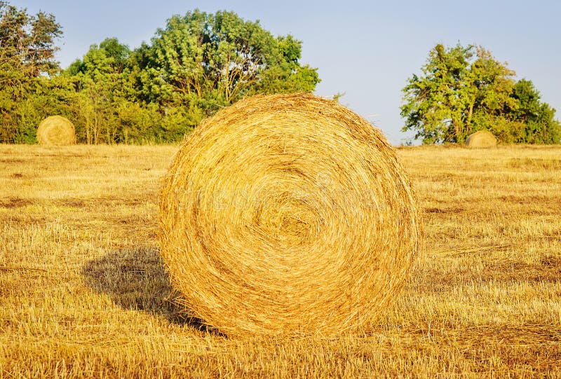 Rolling Haystacks in Countryside. Stock Image - Image of agriculture ...
