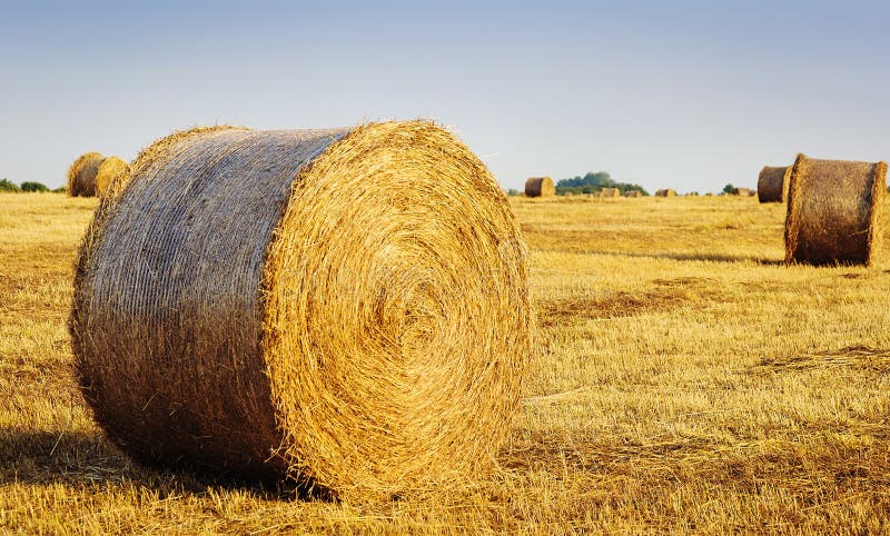Rolling Haystacks in Countryside. Stock Image - Image of landscape ...