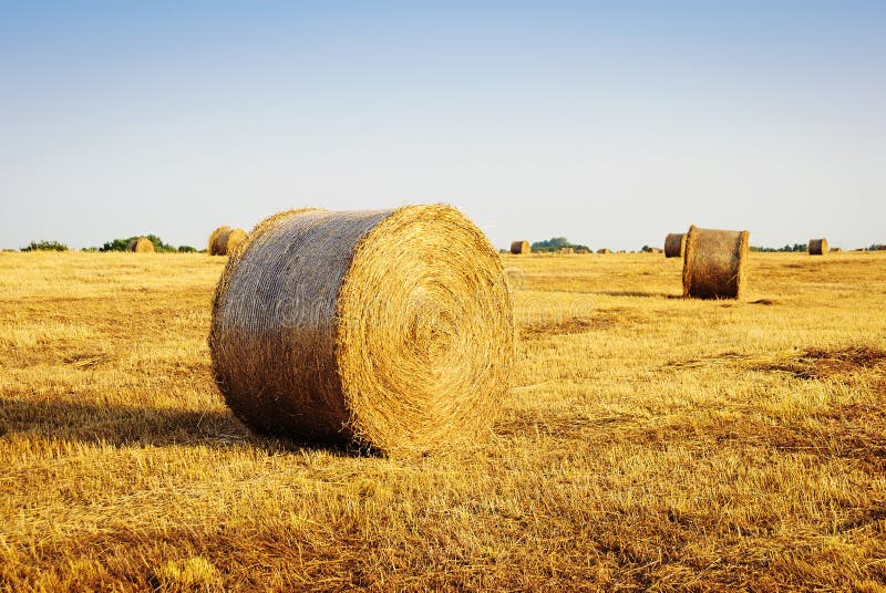 Rolling Haystacks in Countryside. Stock Image - Image of landscape ...