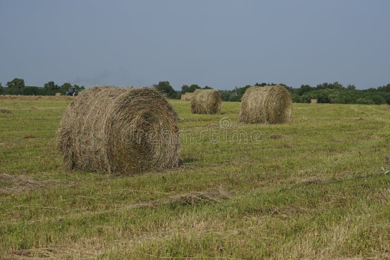 Rolling Haystacks in Countryside. Stock Image - Image of agriculture ...