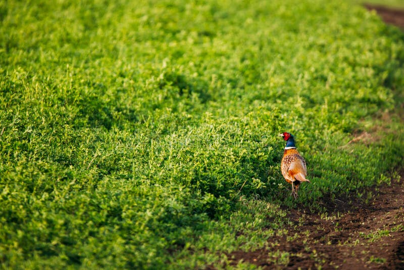 Rolling Hills en primavera foto de archivo. Imagen de casa - 145196714