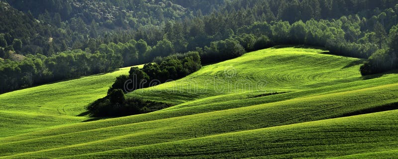 Rolling Hills and Forest stock photo. Image of outdoors - 258808142