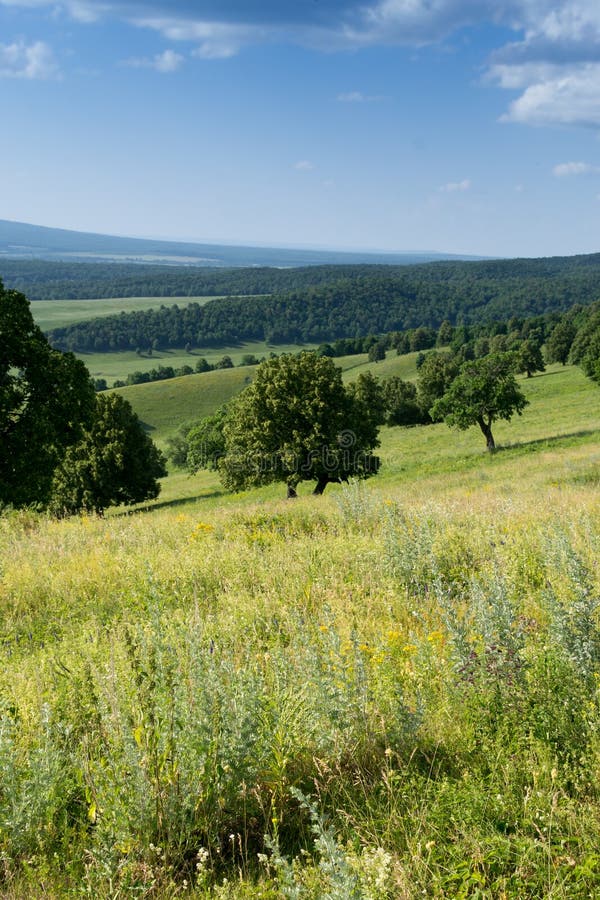 Rolling Hills and Oak Trees Stock Photo - Image of rolling, oaks: 56714294