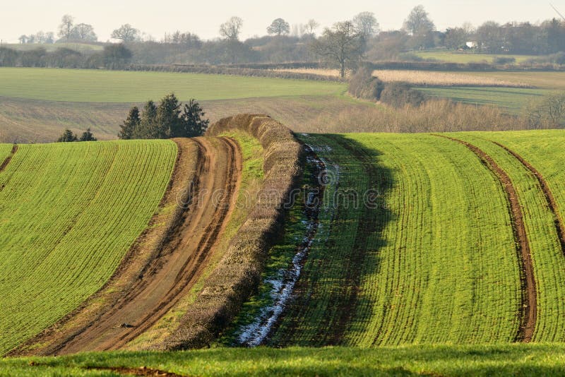 Rolling Hills with Planted Fields and Hedgerows in England Stock Photo ...