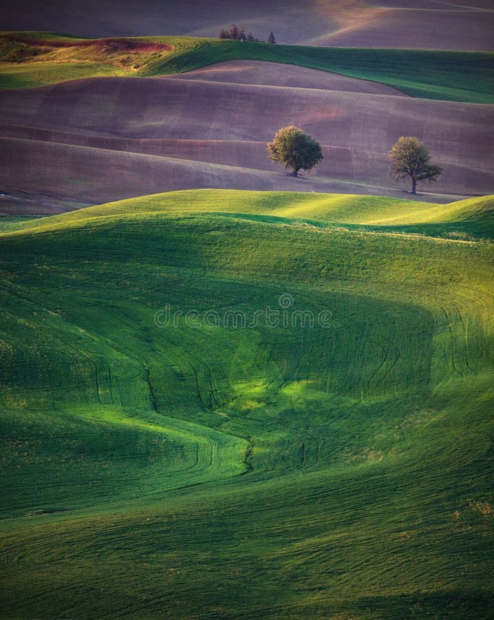 Rolling hills spring stock image. Image of palouse, plant - 118460955