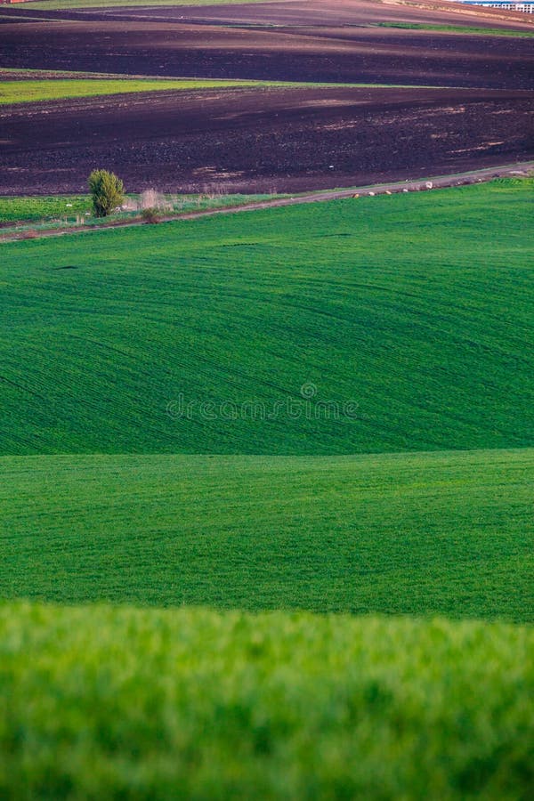 Rolling hills in spring stock image. Image of rural - 172606753