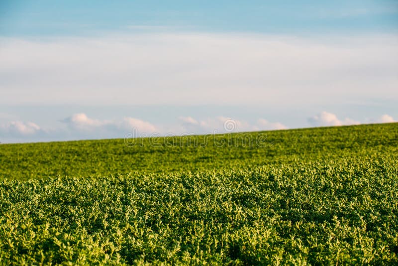 Rolling hills in spring stock image. Image of farm, summer - 172606859