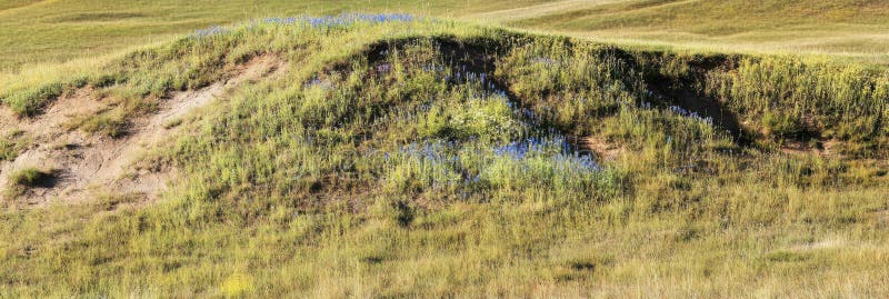 Rolling Hillside with Wildflowers and Grassy Terrain in Natural ...