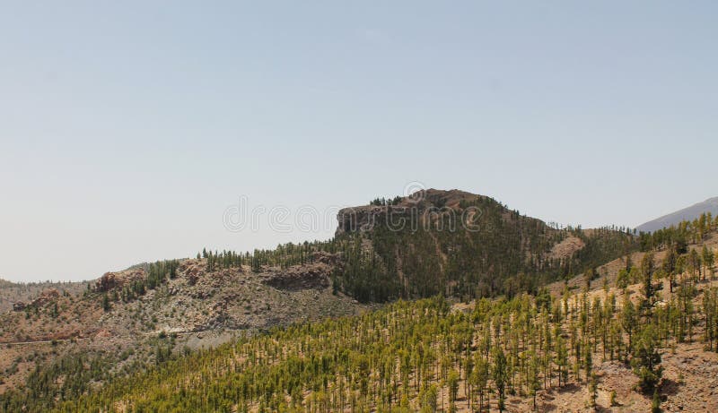 Pine Trees Forrest, Tenerife Stock Image - Image of terrain, islands ...