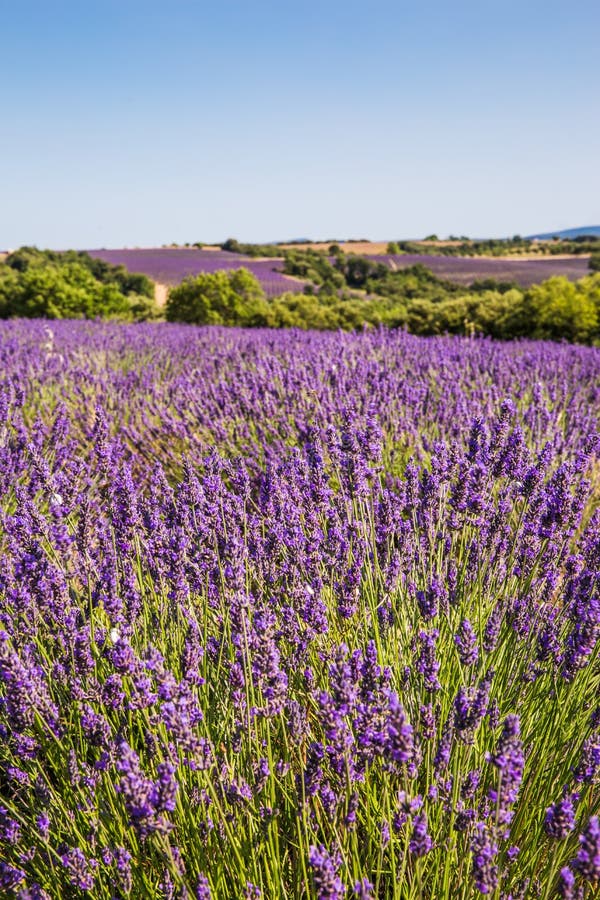 Rolling Lavender Fields in Valensole France on a Sunny Spring Day Stock ...