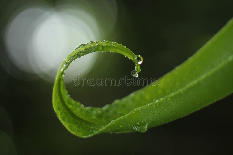 Rolling leaf stock photo. Image of rolling, lune, bokeh - 48307482