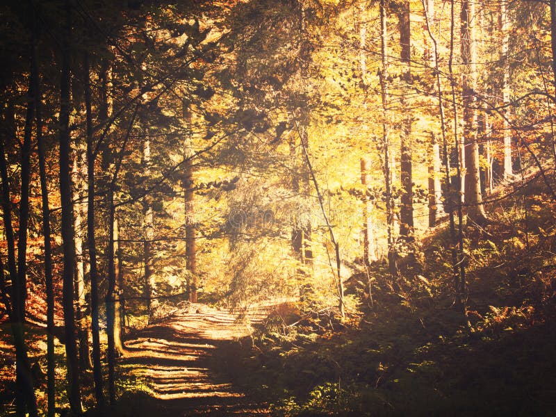 Rolling light stock image. Image of peace, colors, tree - 28784421