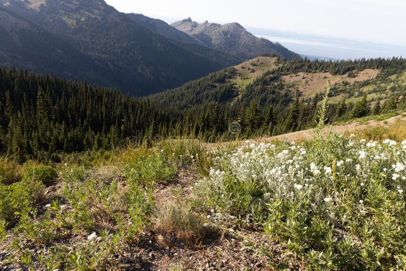 Rolling Mountain Range of Flowers and Forest Stock Photo - Image of ...