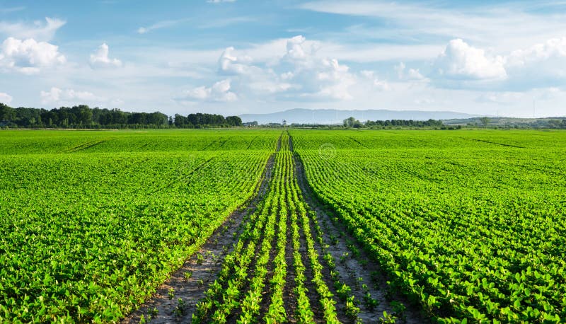 Rolling Rows of Vibrant Corn Plants in Expansive Agricultural Fields ...