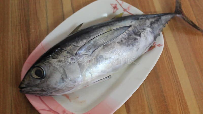 Fresh Fish Tuna in Large Plate on Table a Two Kilo Gram Fish Yellow Pin ...
