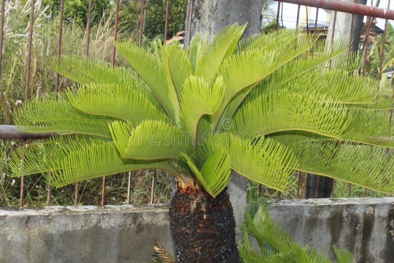 Palm Garden on a Grill Bricks Leaf Growing Layer a Brown Tree Base ...