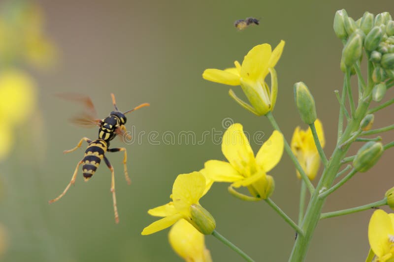 Rolling Shutter Effect on Wasp Wing Approaching Arugula Flower Stock ...