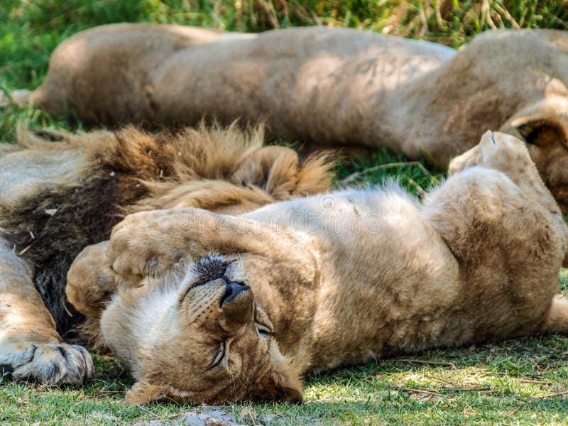 Rolling sleeping lion stock photo. Image of sleep, ground - 37983700