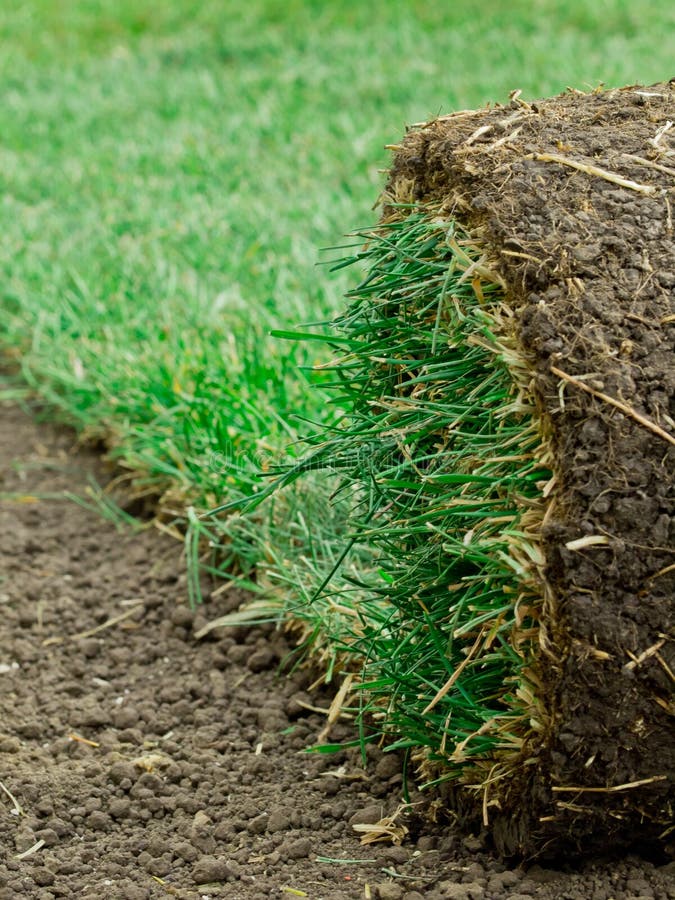 Rolling Sod stock image. Image of back, rolling, organic - 20893375