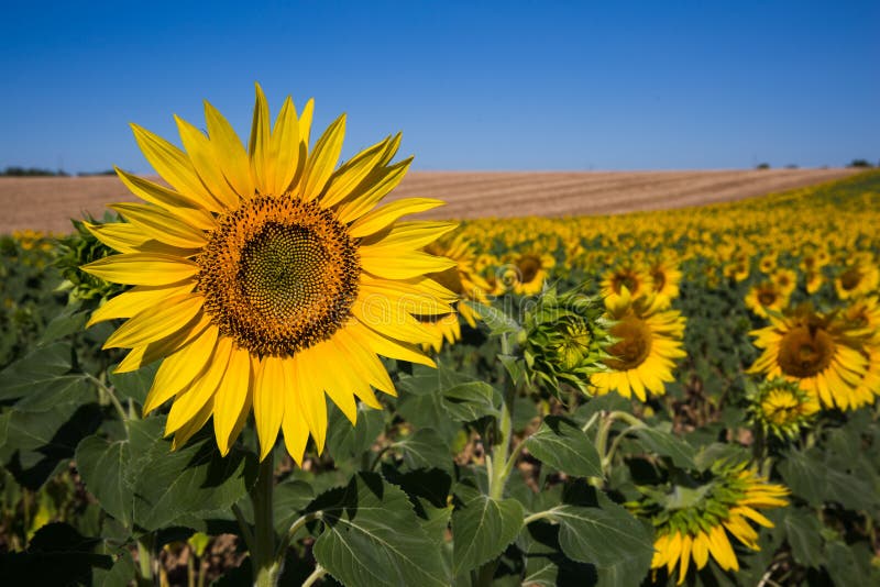 Rolling Sunflower Fields in Valensole France on a Sunny Spring Day ...