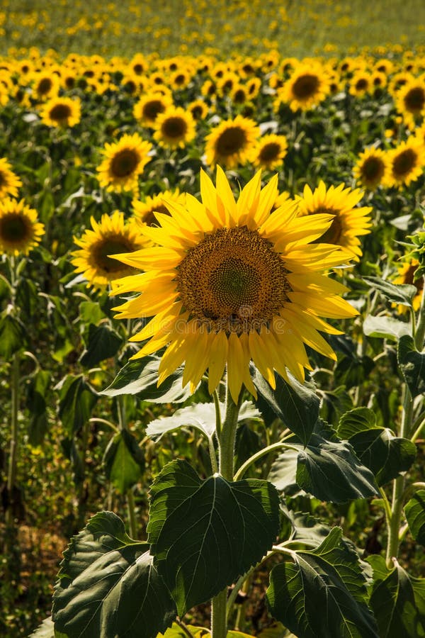 Rolling Sunflower Fields in Valensole France on a Sunny Spring Day ...