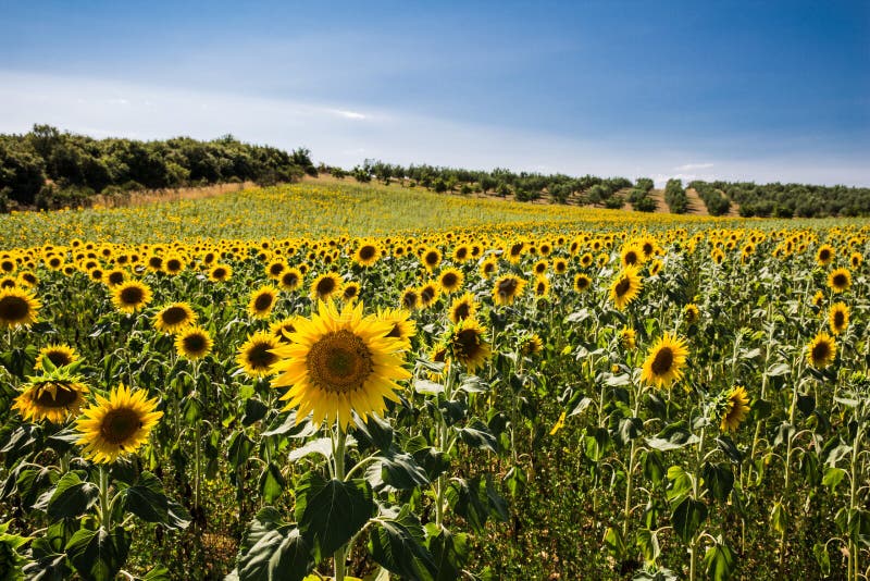 Rolling Sunflower Fields in Valensole France on a Sunny Spring Day ...