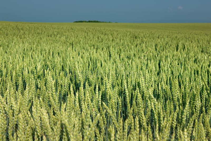 Endless Rolling Wheat Fields at Sunny Day Stock Image - Image of clouds ...