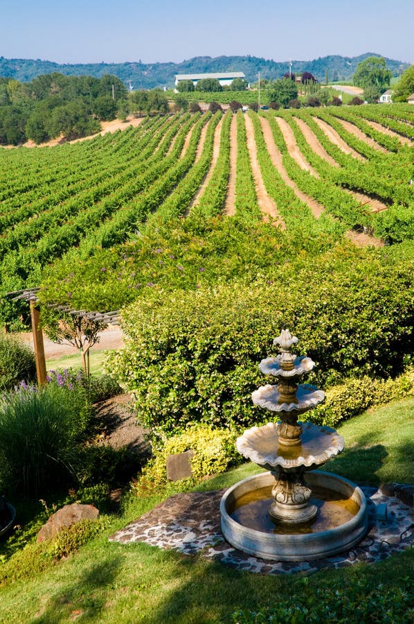 Rolling Vineyards in California Stock Image - Image of grape ...