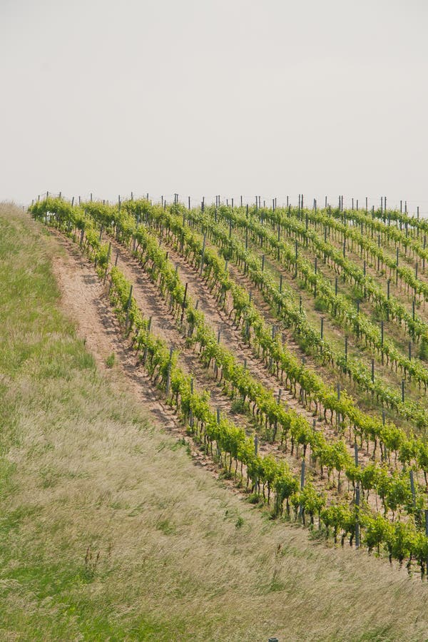 Rolling vineyards stock image. Image of vineyard, vine - 72035247