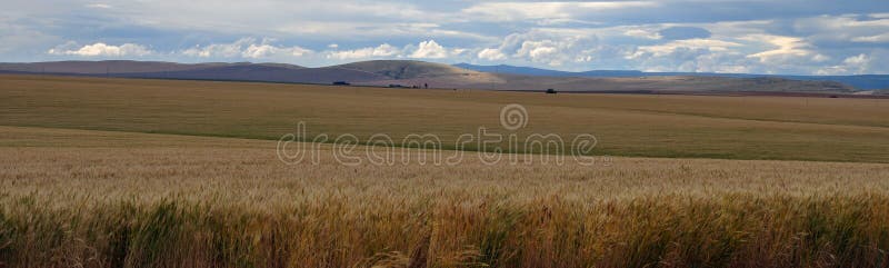 Rolling Wheat stock image. Image of farm, richland, washington - 54613219